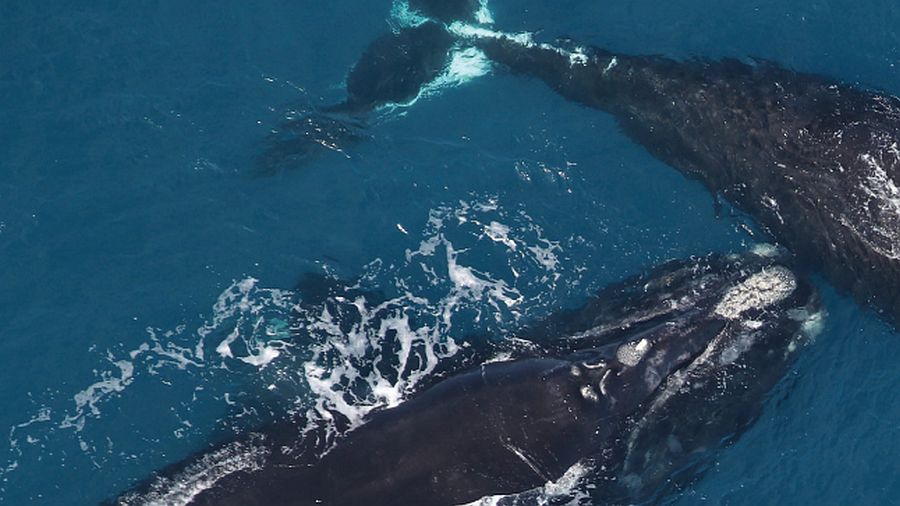 Study: Speedy LI boaters risk right whale extinction - Innovate Long Island